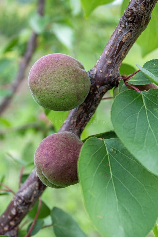 Apricot Branch with Small Fruit Stock Photo - Image of natural, plant ...