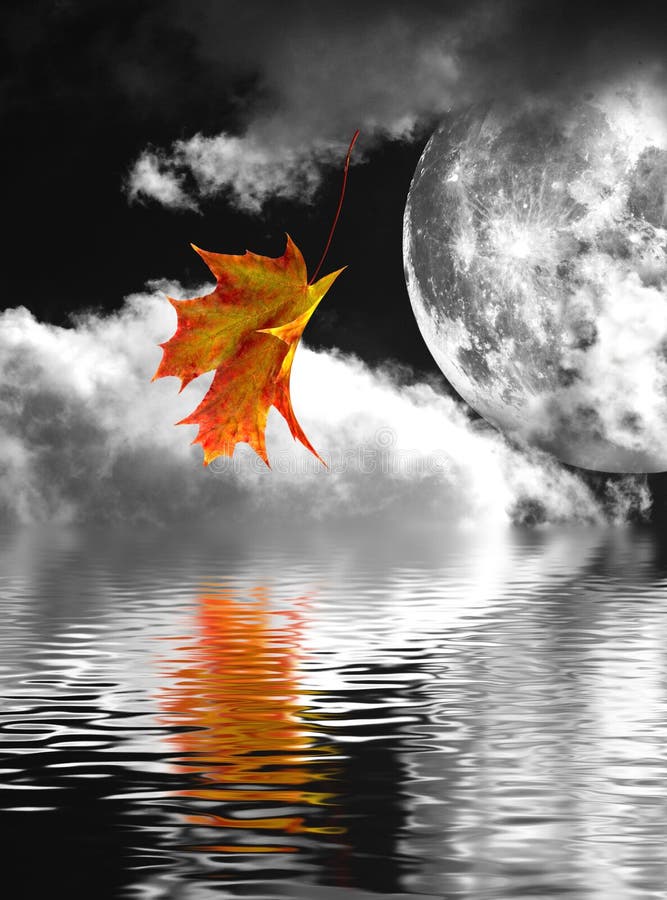 The leaf moon stock image. Image of beautiful, moon - 229986471