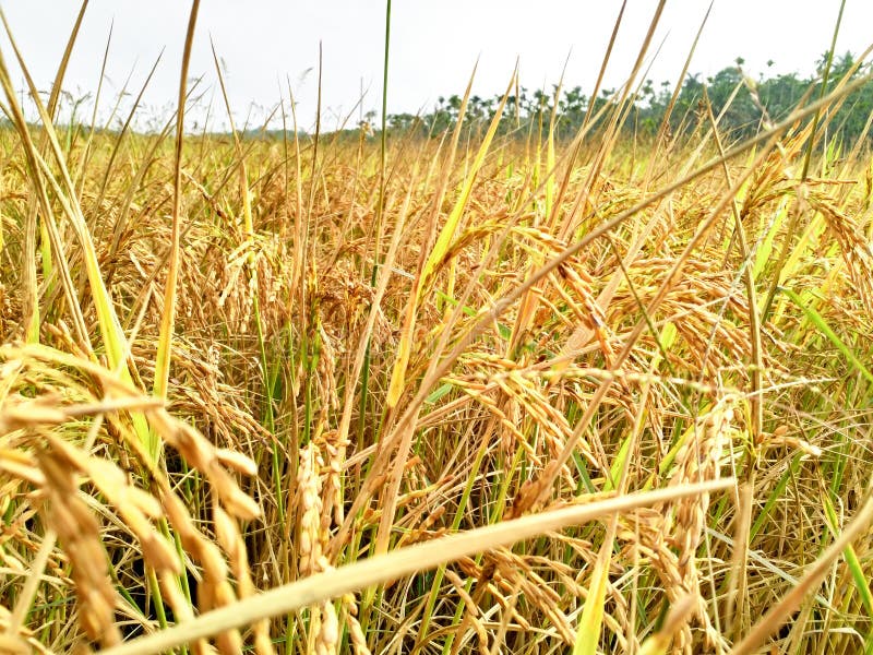 Natural Rice Field stock photo. Image of farm, closeup - 159959708