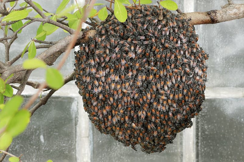 Closeup Image of a Beehive Nest Built on Branch Covered with Bees ...