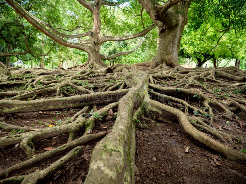 Closeup Image of Big Root Structure of Banyan Tree in the Botanical ...