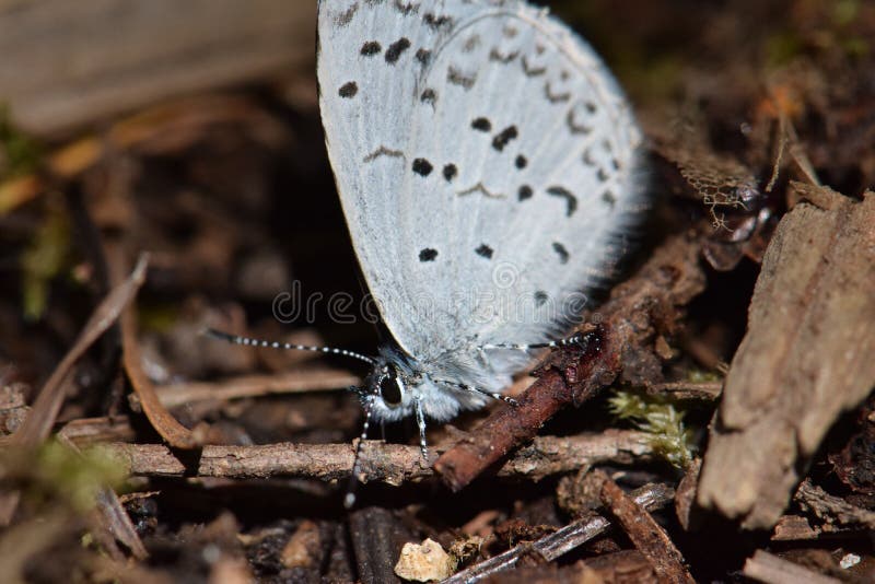 Blue Dotted Moth Macro stock photo. Image of nature - 111514304