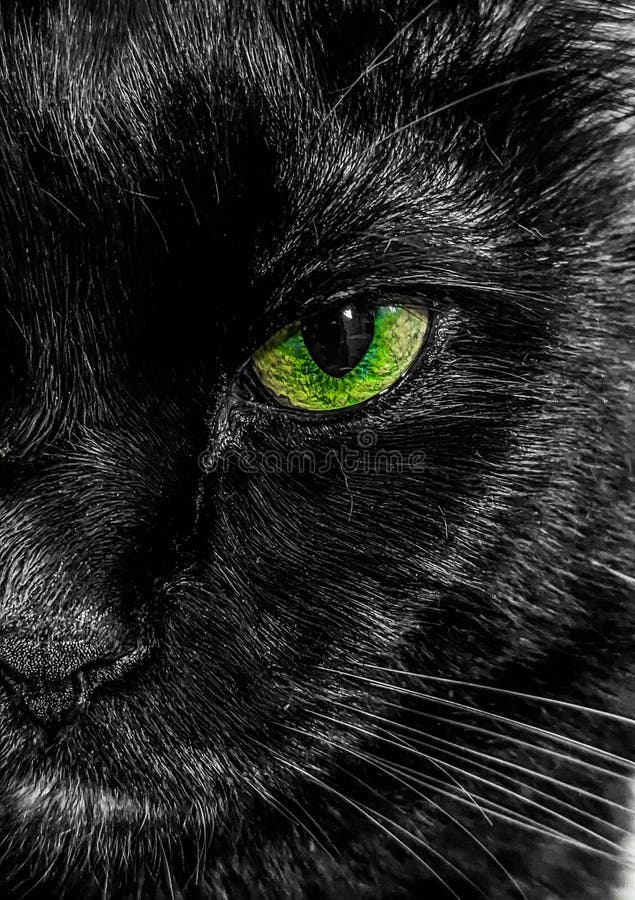 Closeup image of cats eye stock photo. Image of nose - 185501344