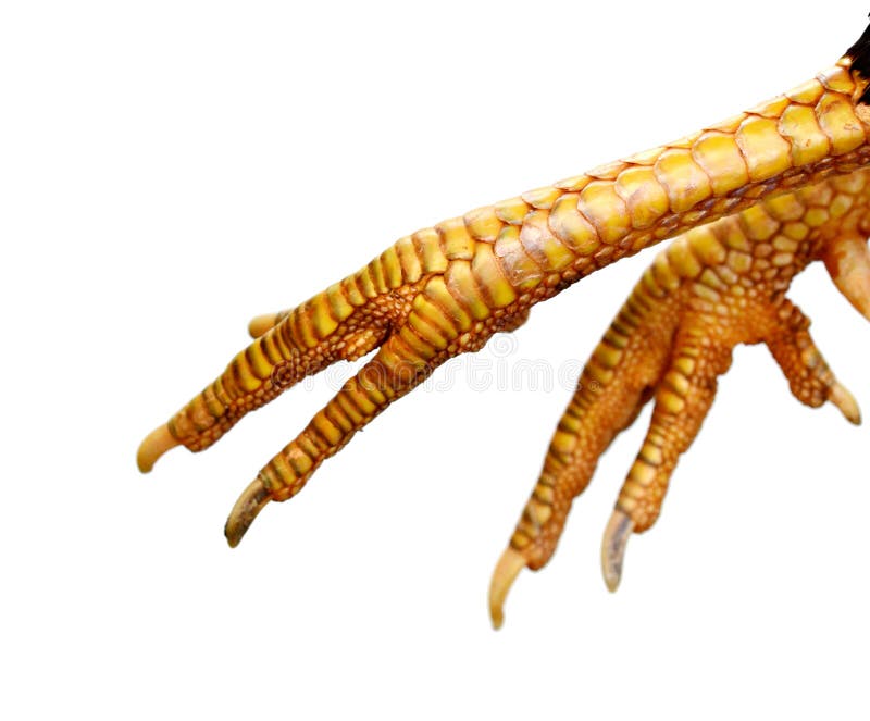 Chicken feet. stock image. Image of pattern, chicken - 204242517