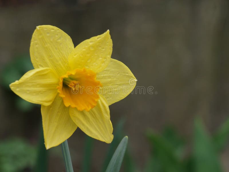 Spring Daffodil after the Rain. Stock Image - Image of closeup ...