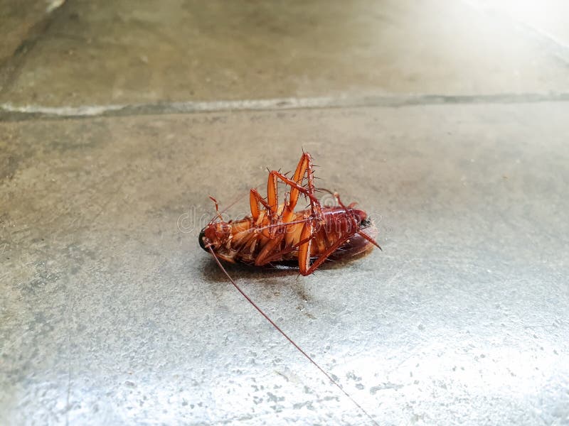 Closeup Image of Dead Cockroach Lying on the Floor after Using ...