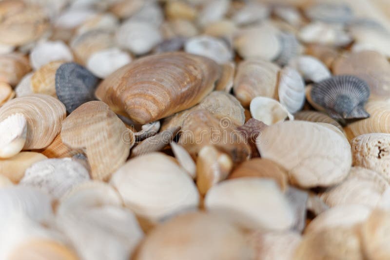 Mussels in Different Sizes and Colors Stock Photo - Image of shell ...