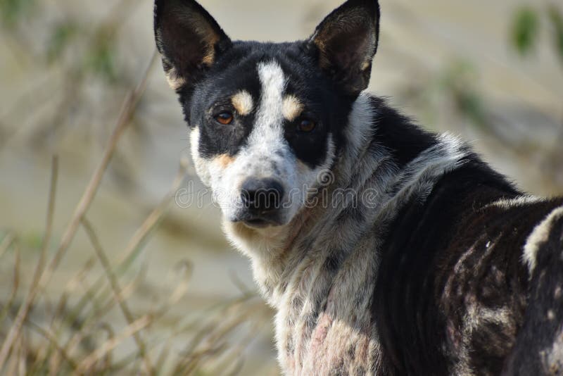 You Looking At Me Picture. Image: 77466