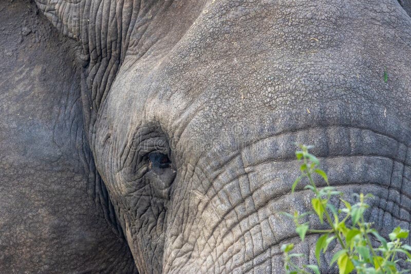 Elephants eye stock photo. Image of wildlife, wild, powerful - 357294842
