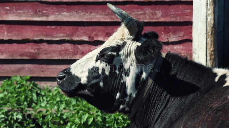 Closeup Image Featuring a Black and White Cow Standing in Front of a ...