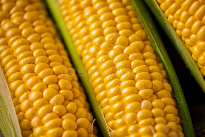 Closeup Image of Fresh Yellow Corn. Stock Photo - Image of food, fresh ...