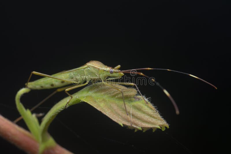 Rice Earhead Stock Photos - Free & Royalty-Free Stock Photos from ...