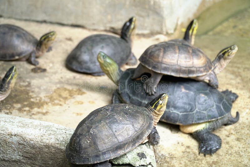 Stacked turtles stock image. Image of turtle, life, stack - 9814583