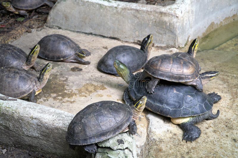 Stacked turtles stock image. Image of turtle, life, stack - 9814583