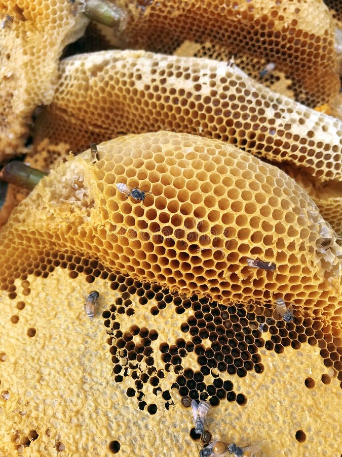 Honeycomb with Bees in Apiary Stock Image - Image of food, pollen ...