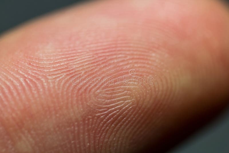 The Human Fingerprint is Scanned by the Identification System Interface ...