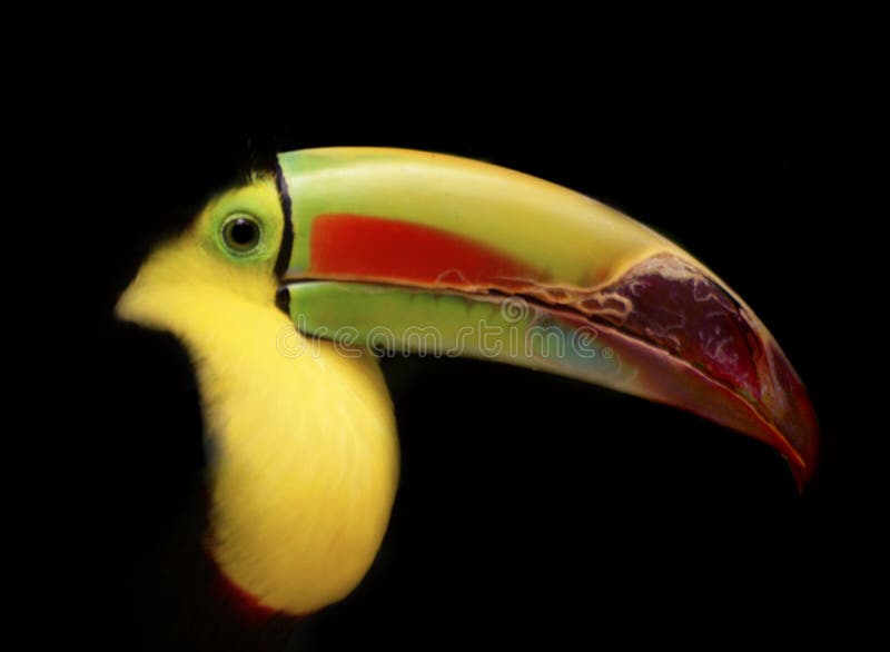 160 Toucan Side View Stock Photos - Free & Royalty-Free Stock Photos ...