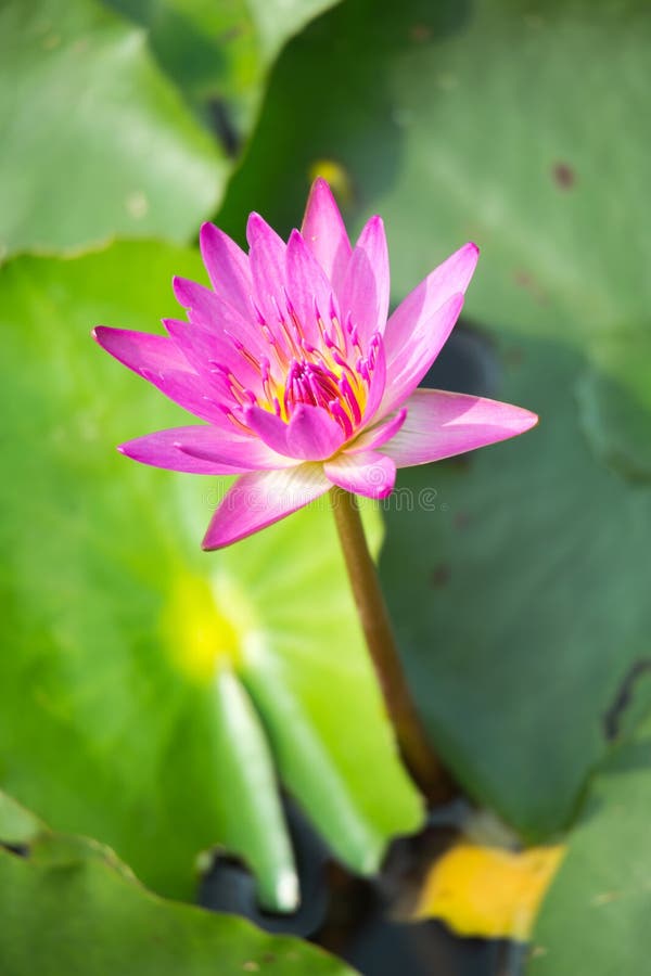 Closeup Image of Lotus Plant on Water Stock Photo - Image of yellow ...