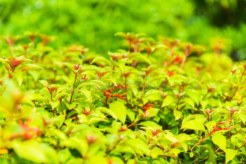 Closeup Image of New Green Bush Stock Image - Image of fresh, bush ...