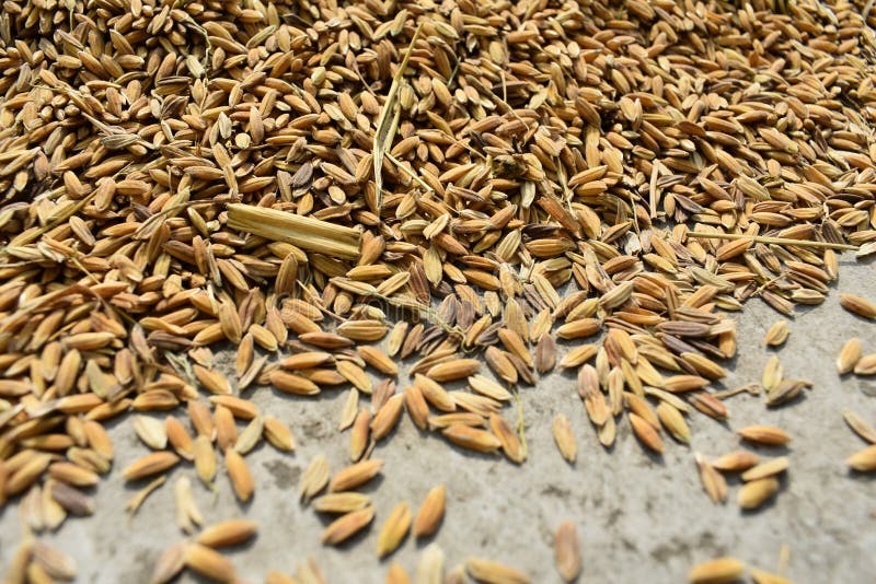 Closeup Image of Paddy Rice Seed Laid on the Ground Stock Photo - Image ...