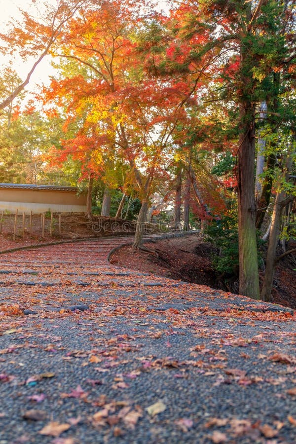 The Path with Red and Yellow Tree Leaves Cover in Autumn Stock Image ...