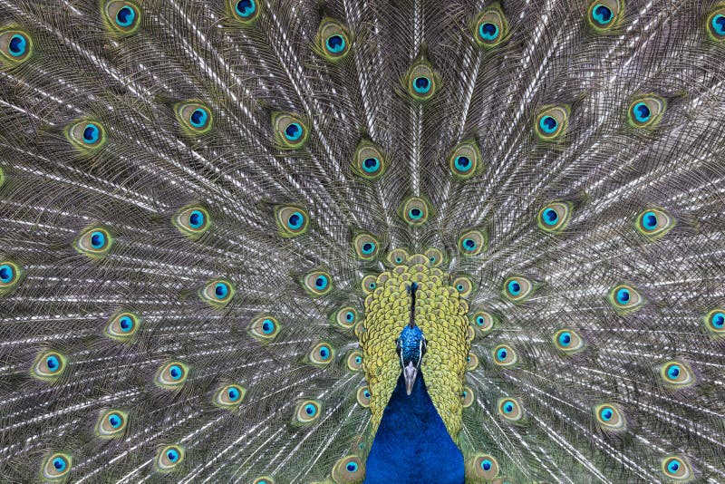 Closeup Image of a Peacock Dancing with Its Open Feathers Stock Image ...