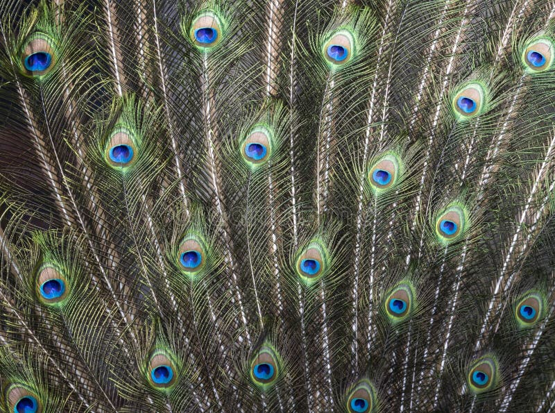 Closeup Image of a Peacock Dancing with Its Open Feathers Stock Image ...