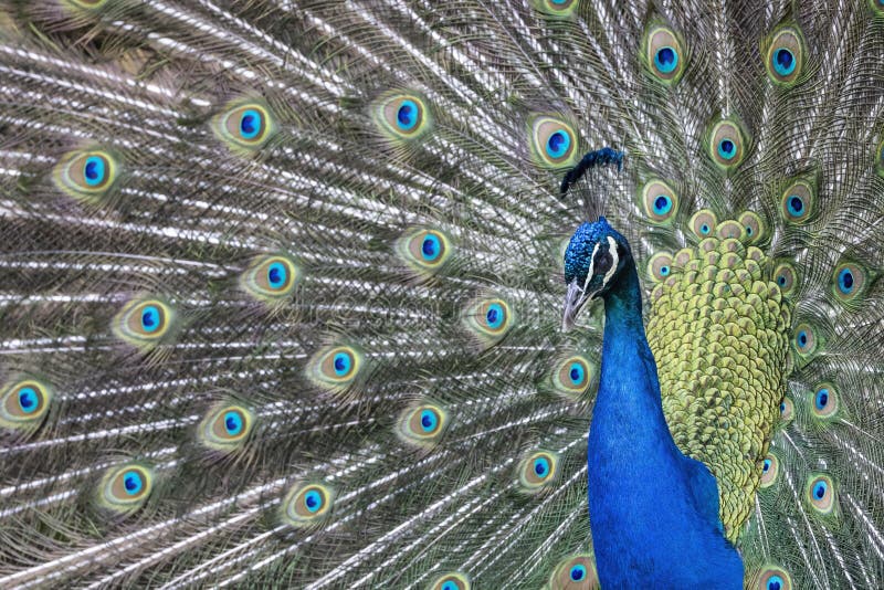 Closeup Image of a Peacock Dancing with Its Open Feathers Stock Photo ...