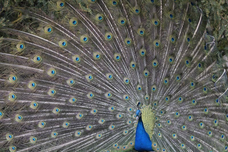 Closeup Image of a Peacock Dancing with Its Open Feathers Stock Photo ...