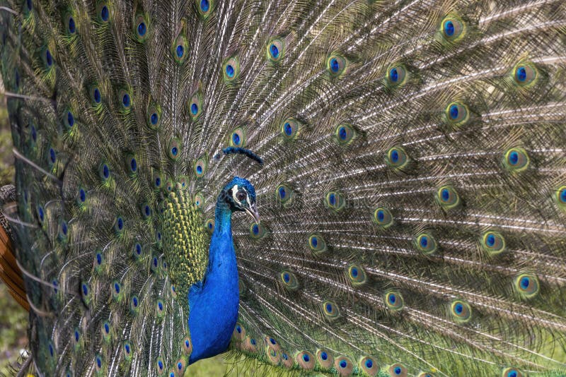 Closeup Image of a Peacock Dancing with Its Open Feathers Stock Photo ...