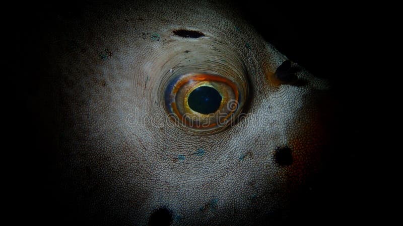 The eye stock image. Image of puffer, closeup, fish - 103680577