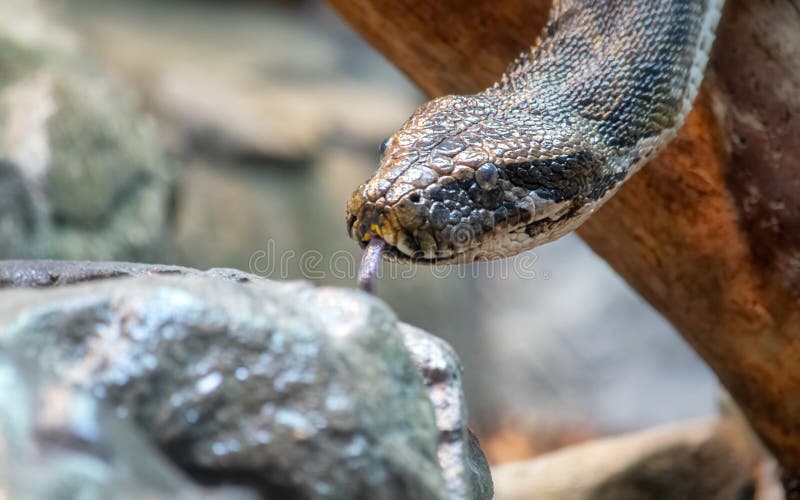 Closeup Image of a Python Snake Hissing Stock Image - Image of closeup ...