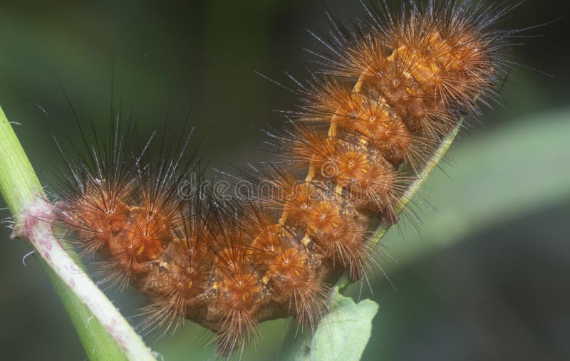 Closeup with the Rust-colored Fuzzy Caterpillar Moth Stock Image ...