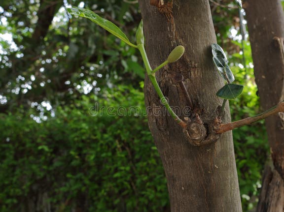 A Nail Embedded in Tree Trunk Stock Image - Image of closeup ...