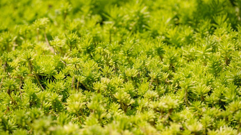 Sedum Sp. Crassulaceae Texture and Background Stock Image - Image of ...