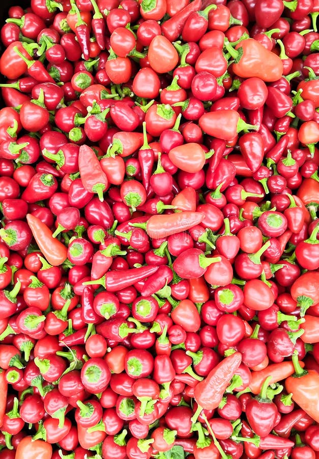 Round Chilli Or Dalle Chilli Plant In Backyard Garden At Sikkim, India ...