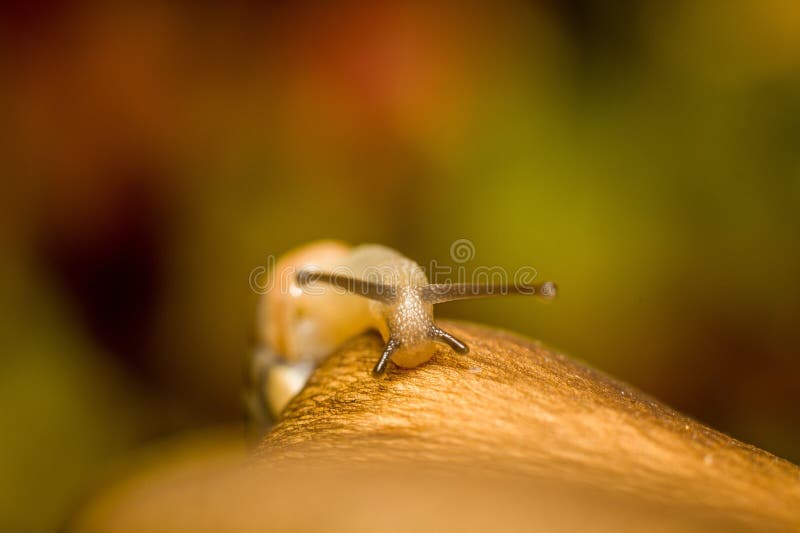 Human Handk Stock Photos - Free & Royalty-Free Stock Photos from Dreamstime