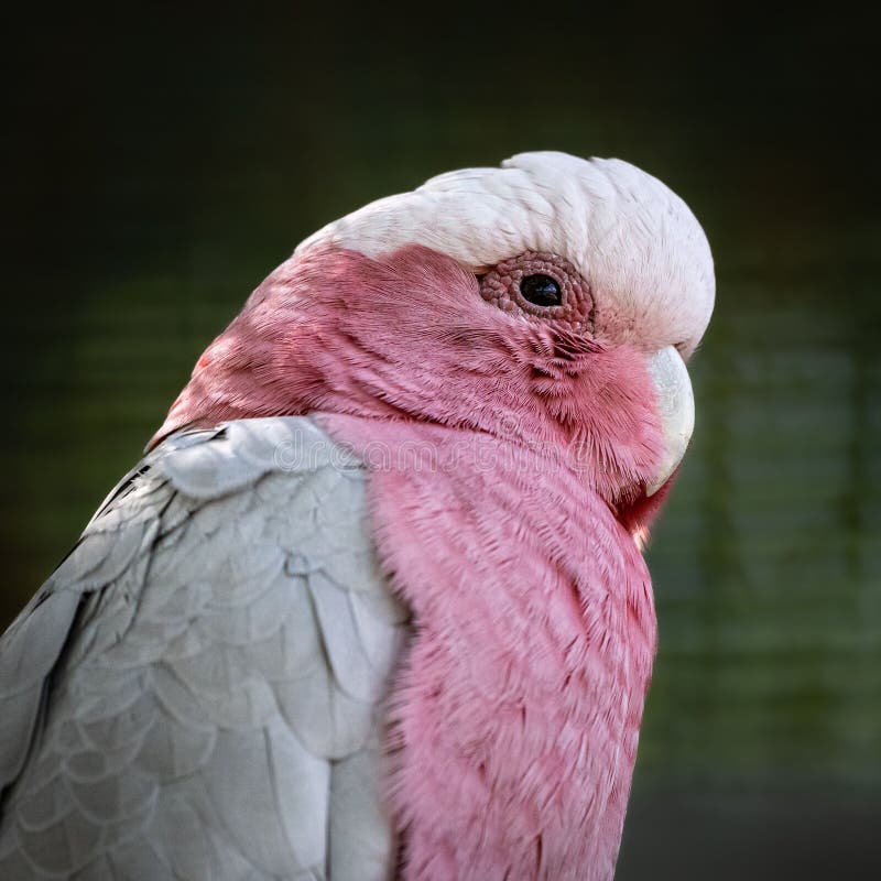 Closeup Image of a Striking Exotic Pink Cockatoo Bird Perching on a ...