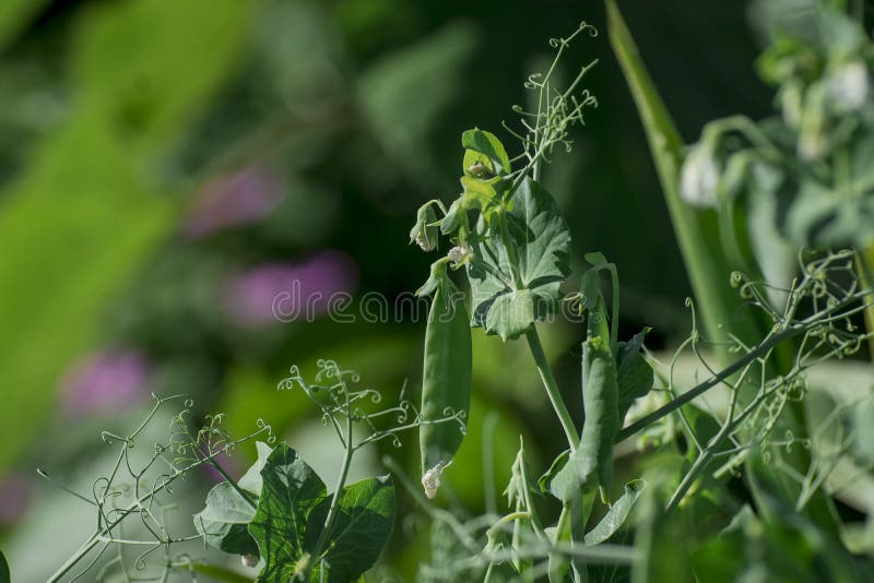 Closeup Image of Sugar Black Snap Peas Growing in the Garden Stock ...