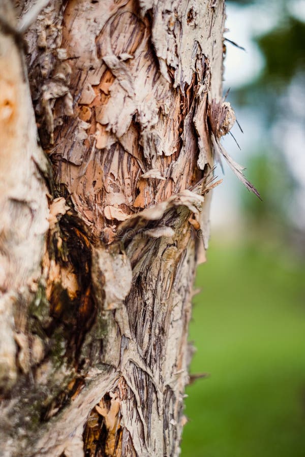 Closeup Image of Tree Trunk Skin Peeling Stock Photo - Image of damaged ...