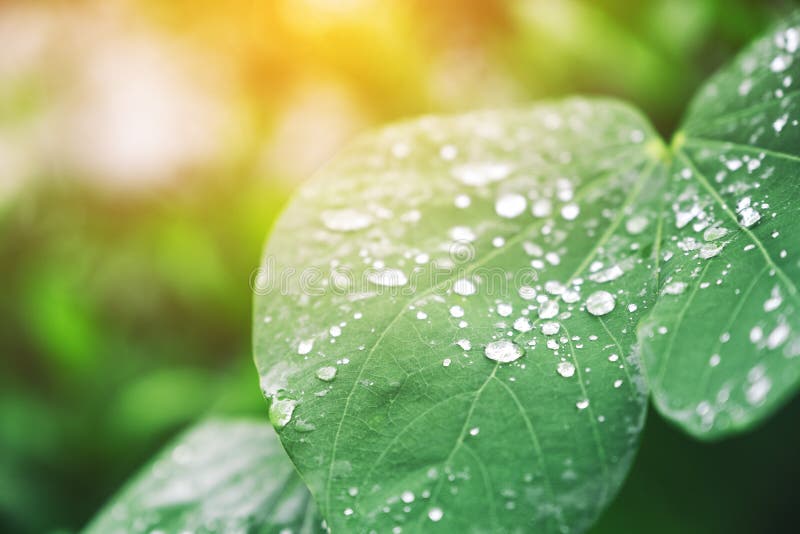 Water Drops on Green Tree Leaves Stock Photo - Image of environment ...