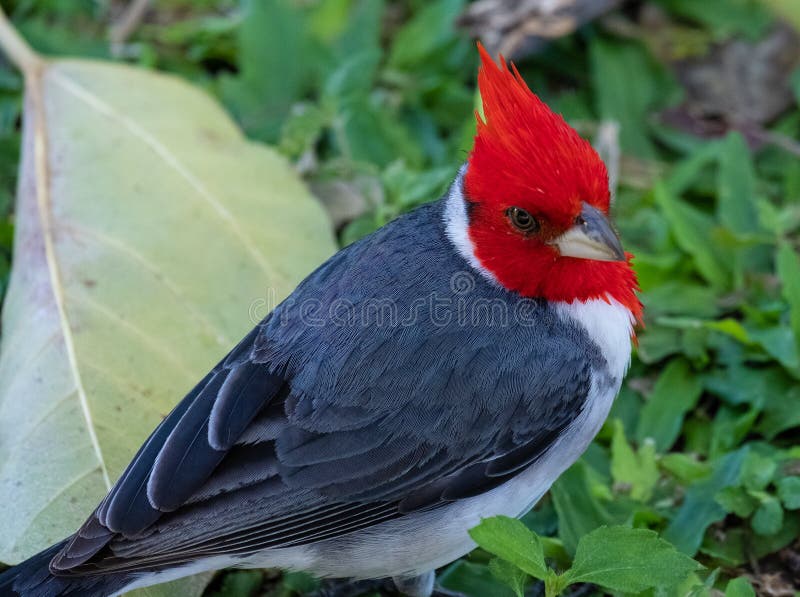 Red Crested Cardinal Seen in the Wild in Oahu, Hawaii Stock Photo ...