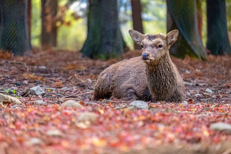 A Wild Deer Sitting in the Park in Autumn Stock Image - Image of deer ...