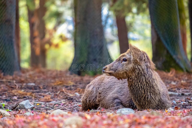 A Wild Deer Sitting in the Park in Autumn Stock Image - Image of ...