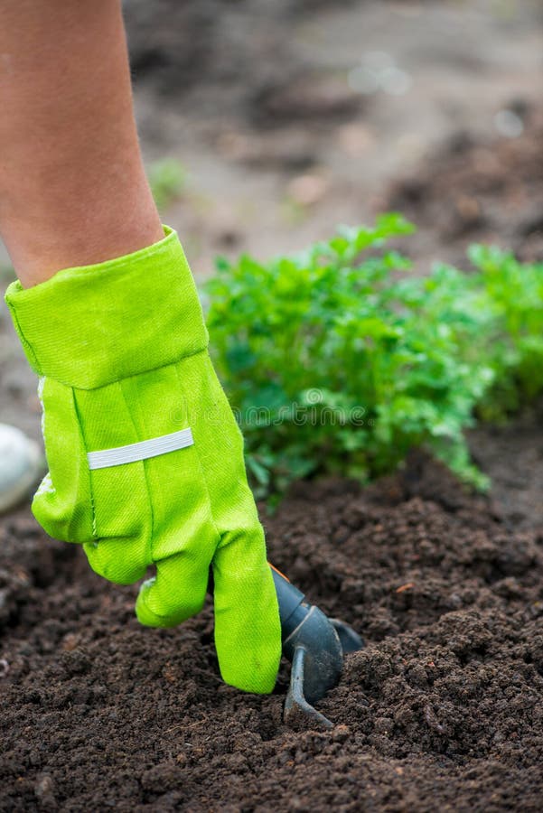 A spade digging the soil stock image. Image of isolated - 2198237