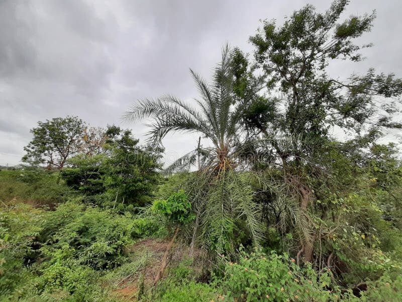 Closeup of Indian Empty Dates Palm Tree in a Forest or in a Field Stock ...