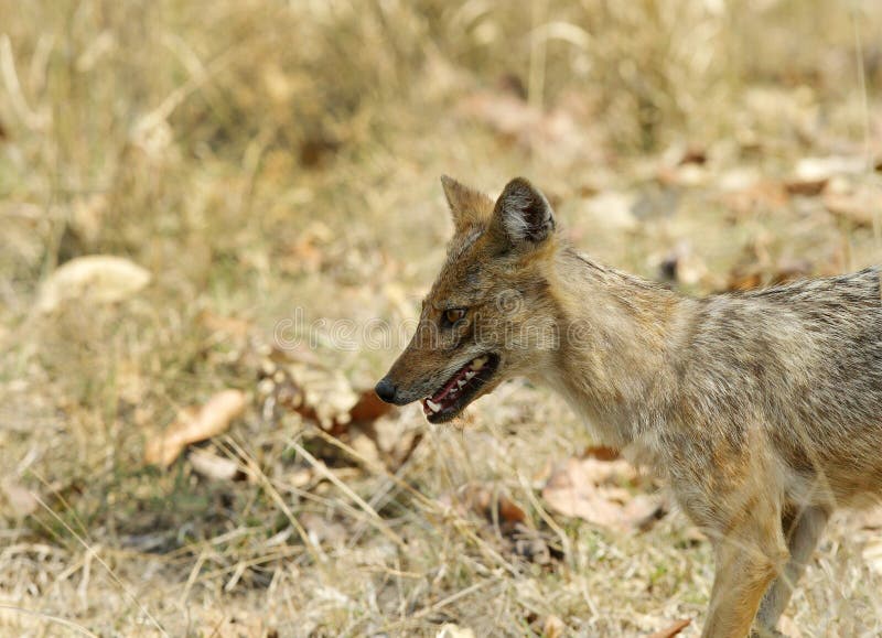 Indian Jackal or Golden Jackal Stock Image - Image of canis, india ...