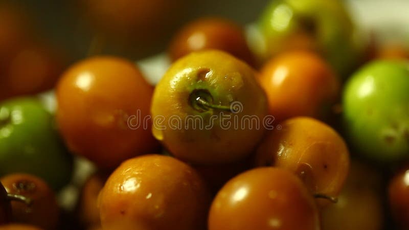 Red Jujube Fruits or Apple Kul Boroi on a Tree Branch in the Garden ...