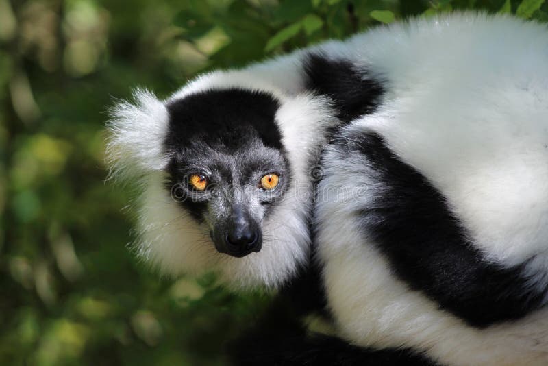 Closeup of an Indri Under the Sunlight Stock Image - Image of portrait ...