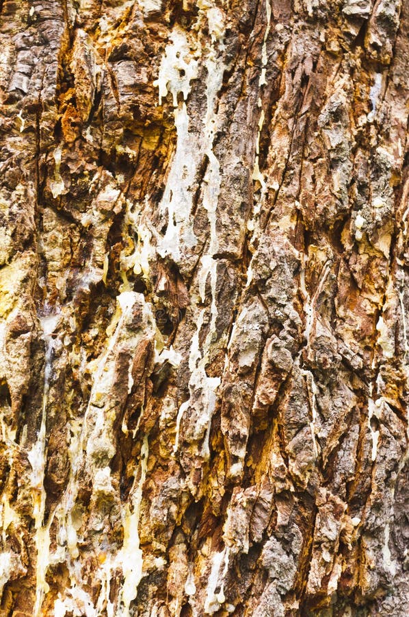 Closeup of Infected Pine Tree Trunk Stock Photo - Image of beetle ...